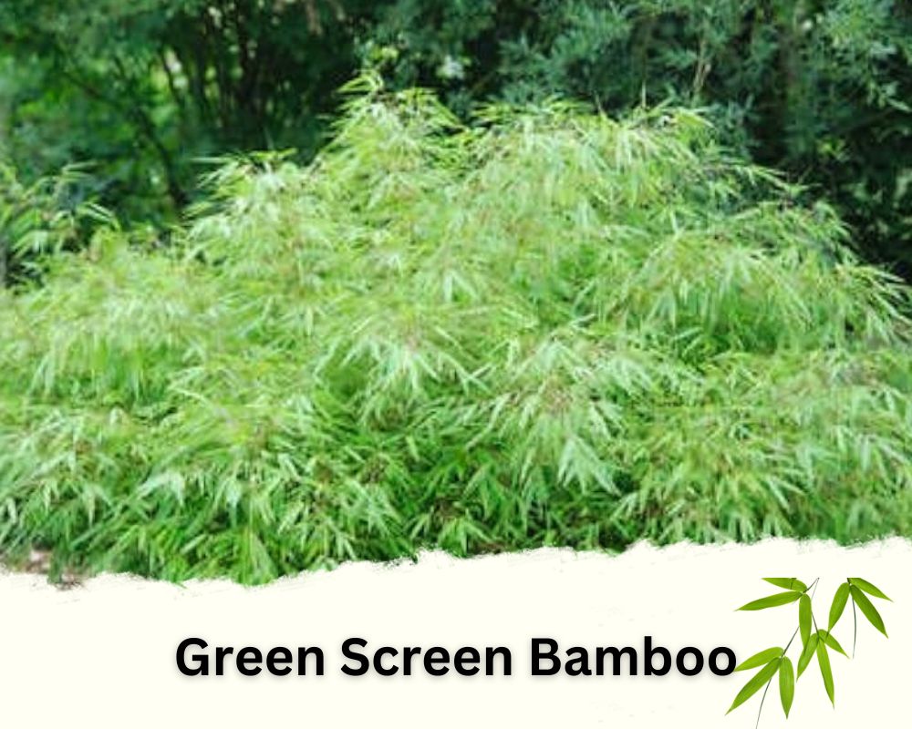 Best Bamboo Plants for Privacy Fence | Top 10 Bamboo for Privacy Hedge ...