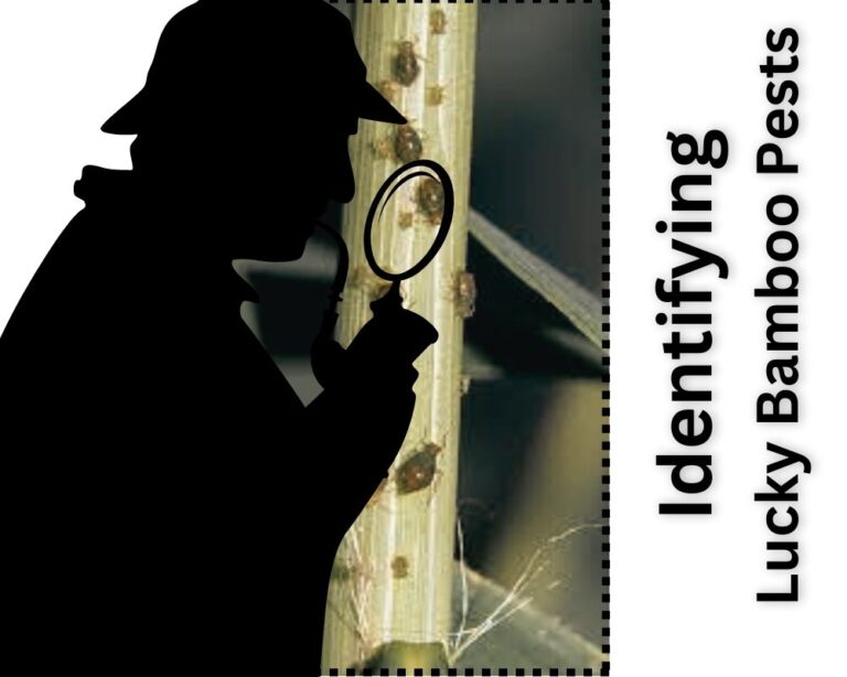 8 Lucky Bamboo Pests: Identify by Images and Get Rid of Them ...