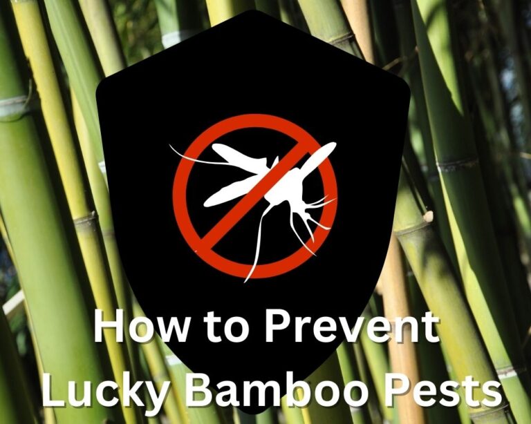 8 Lucky Bamboo Pests: Identify by Images and Get Rid of Them ...