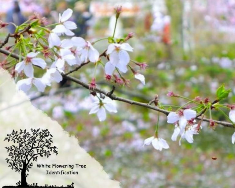 41 White Flowering Trees Identification: The Ultimate Guideline ...