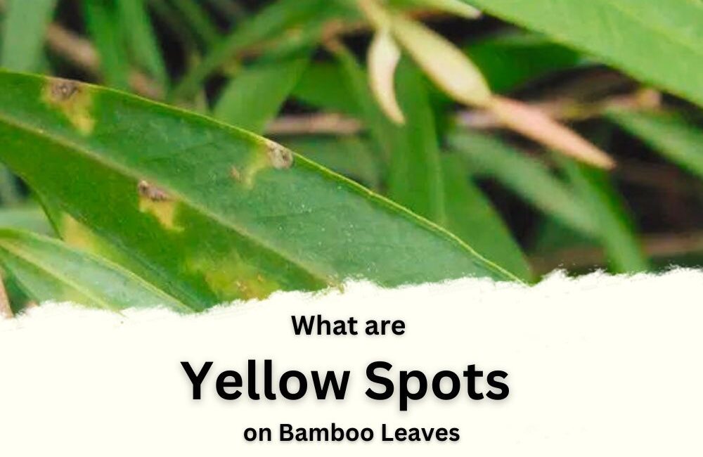 What are Yellow Spots on Bamboo Leaves and How to Fix them ...