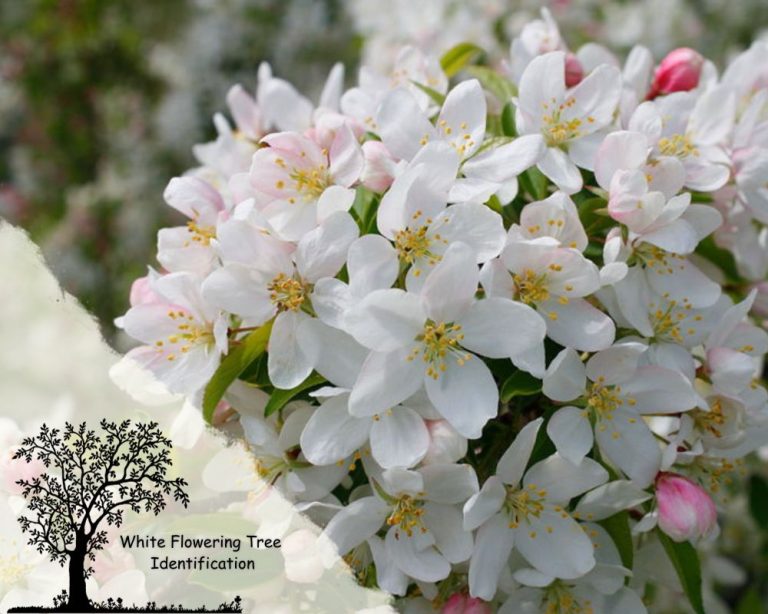 41 White Flowering Trees Identification: The Ultimate Guideline ...
