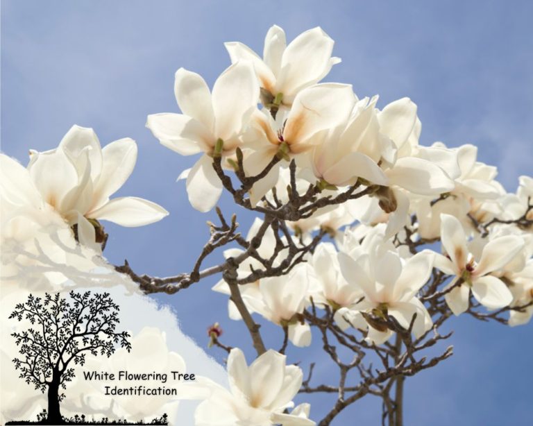 41 White Flowering Trees Identification: The Ultimate Guideline ...