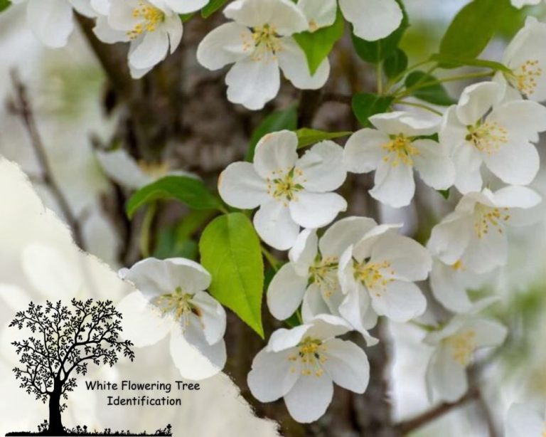 41 White Flowering Trees Identification: The Ultimate Guideline ...