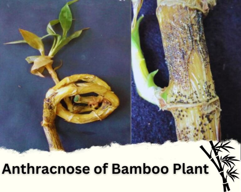 A Gallery of Bamboo Problems: Treat Bamboo Diseases and Pests Easy ...