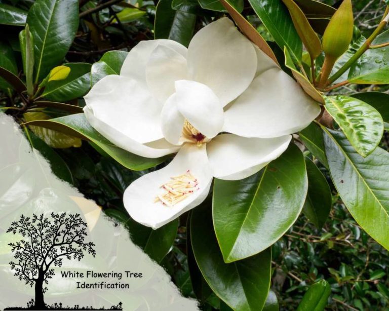 41 White Flowering Trees Identification: The Ultimate Guideline ...