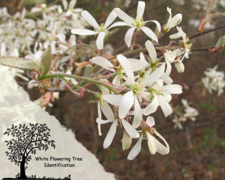41 White Flowering Trees Identification: The Ultimate Guideline ...