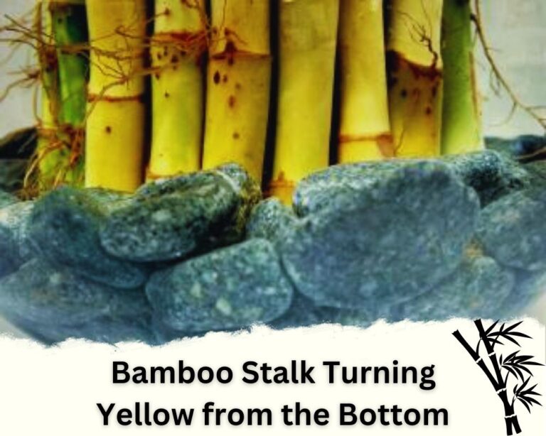 A Gallery of Bamboo Problems: Treat Bamboo Diseases and Pests Easy ...