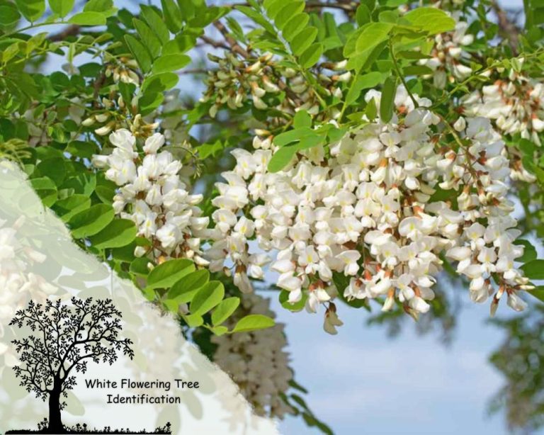 41 White Flowering Trees Identification: The Ultimate Guideline ...