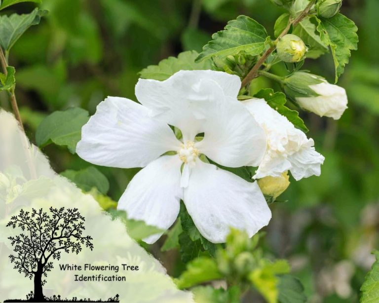 41 White Flowering Trees Identification: The Ultimate Guideline ...