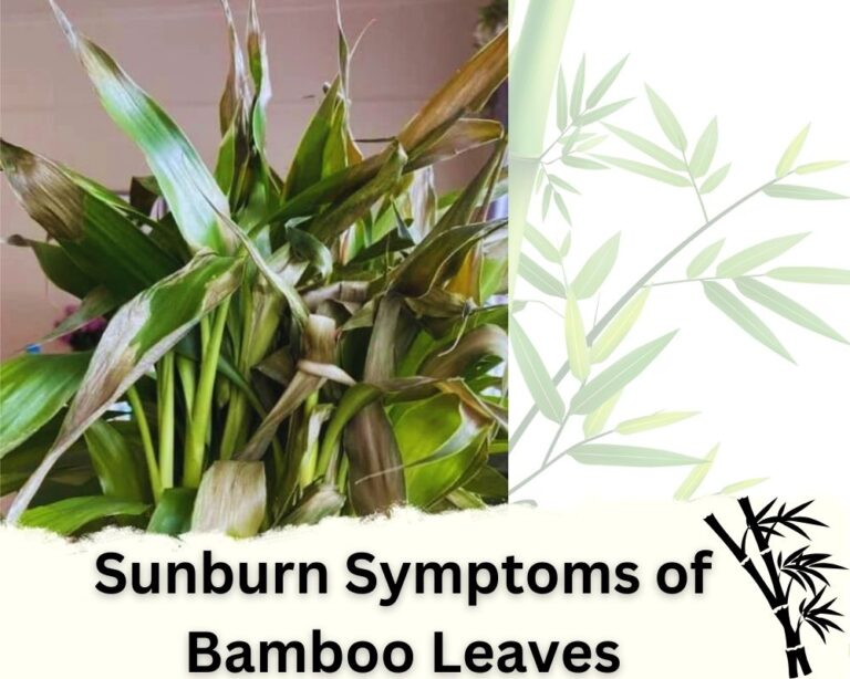 A Gallery of Bamboo Problems: Treat Bamboo Diseases and Pests Easy ...