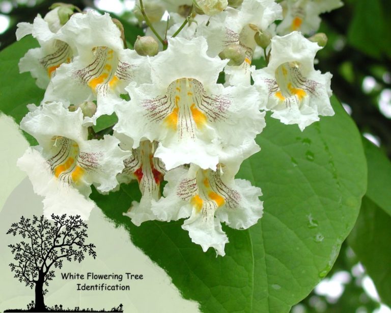 41 White Flowering Trees Identification: The Ultimate Guideline ...