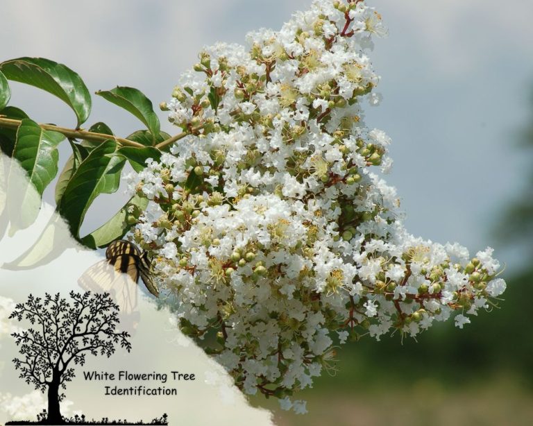 41 White Flowering Trees Identification: The Ultimate Guideline ...