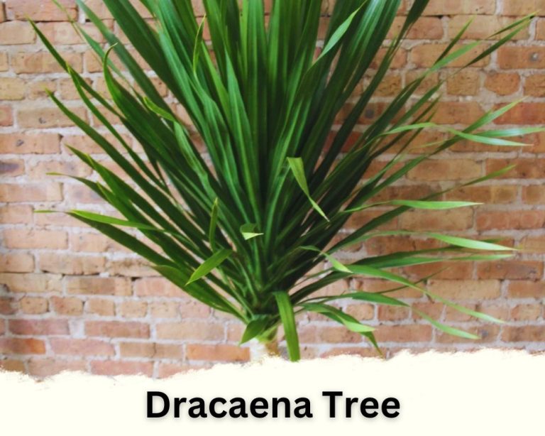 Dracaena Identification with Pictures: 9 Dracaena Species + 25 Dracaena ...