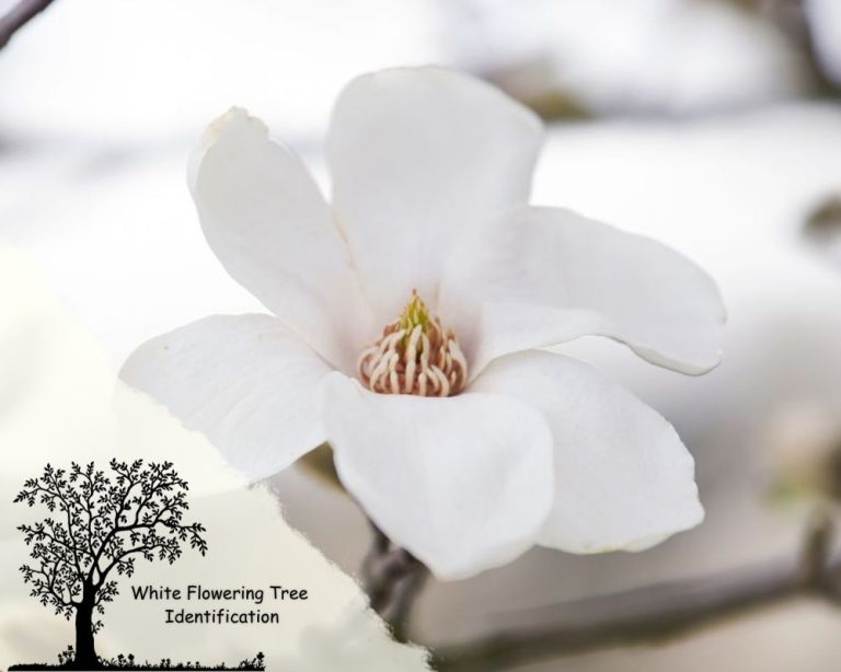 41 White Flowering Trees Identification: The Ultimate Guideline ...