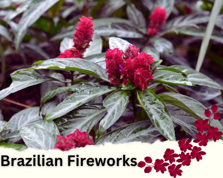 Common Flowering House Plants Identification: The Easiest Tested Way ...