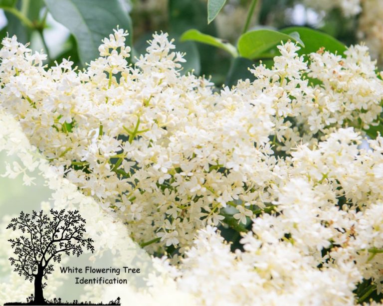 41 White Flowering Trees Identification: The Ultimate Guideline ...