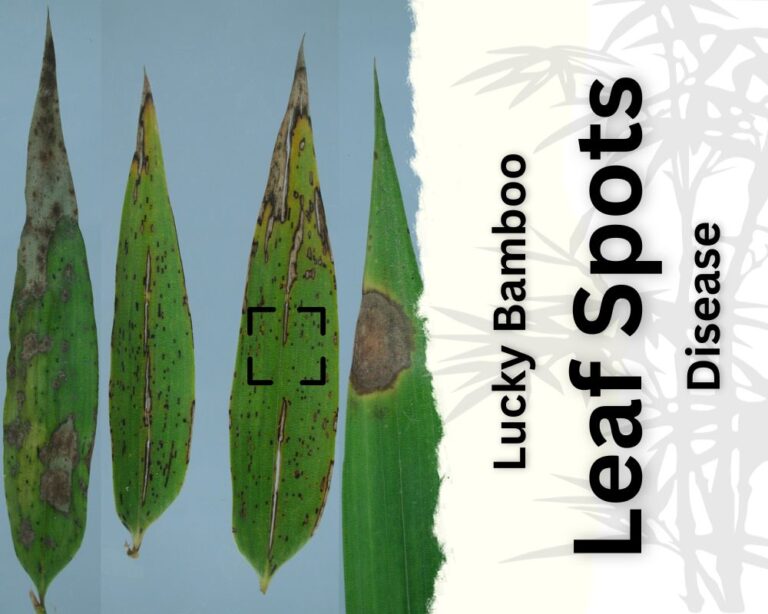 Lucky Bamboo Diseases: Lucky Bamboo Fungus and Viruses + Images ...
