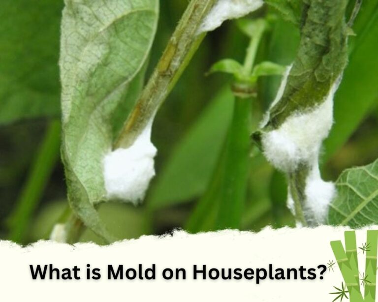 Get Rid of Mold on Bamboo Plants for Good with My Tips - InHousePlant ...