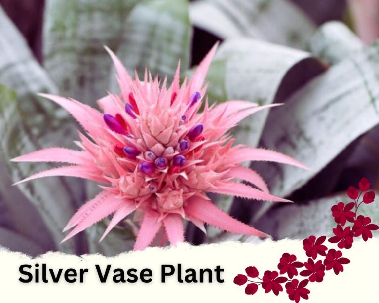 Common Flowering House Plants Identification: The Easiest Tested Way ...