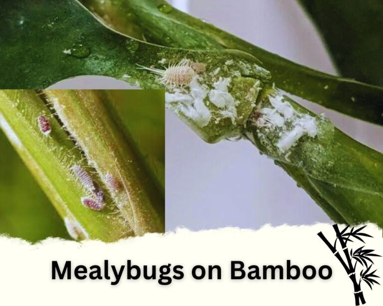 A Gallery of Bamboo Problems: Treat Bamboo Diseases and Pests Easy ...