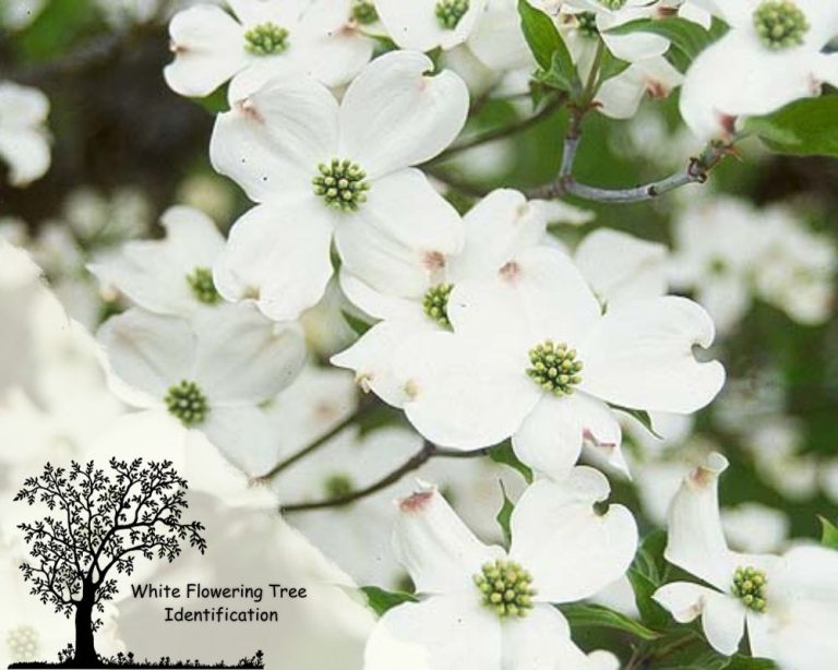 41 White Flowering Trees Identification: The Ultimate Guideline ...