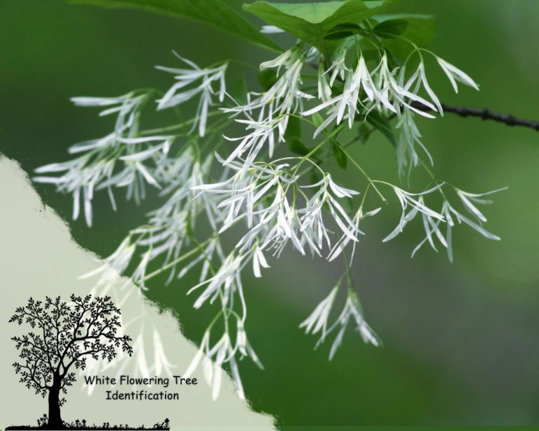 41 White Flowering Trees Identification: The Ultimate Guideline ...
