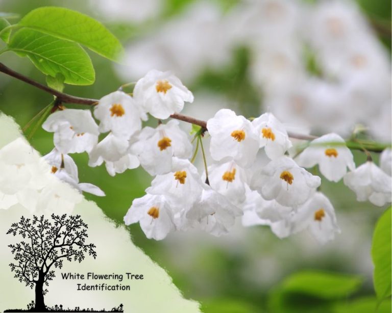 41 White Flowering Trees Identification: The Ultimate Guideline ...
