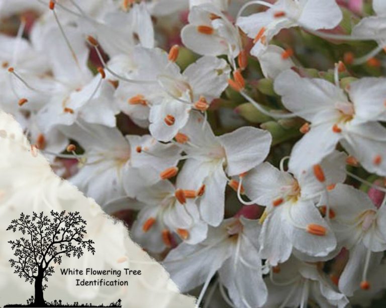 41 White Flowering Trees Identification: The Ultimate Guideline ...