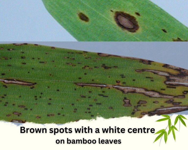 Brown Spots on Bamboo Leaves: Detect by Images and Fix the Problem ...