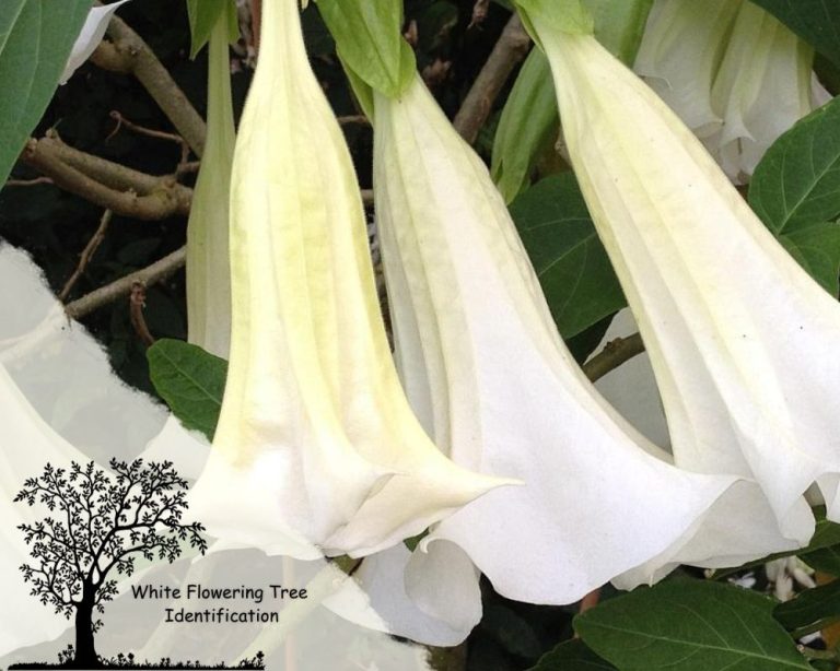 41 White Flowering Trees Identification: The Ultimate Guideline ...