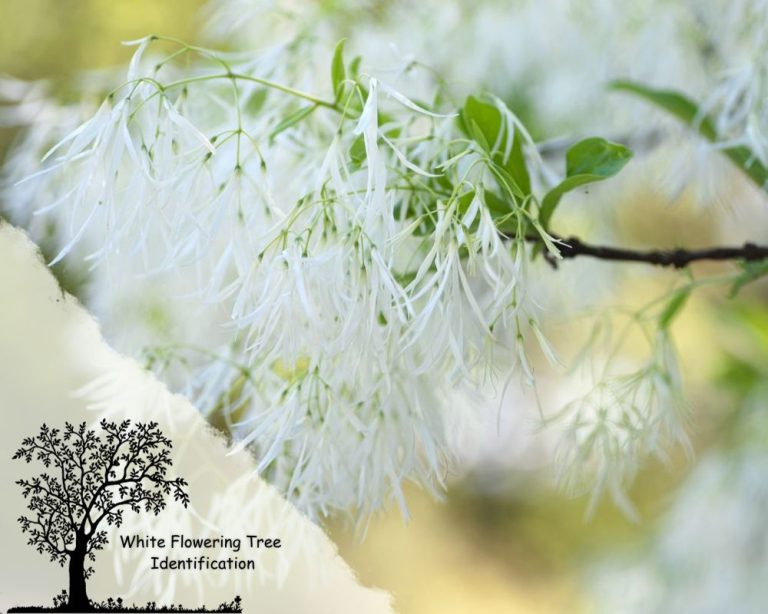 41 White Flowering Trees Identification: The Ultimate Guideline ...