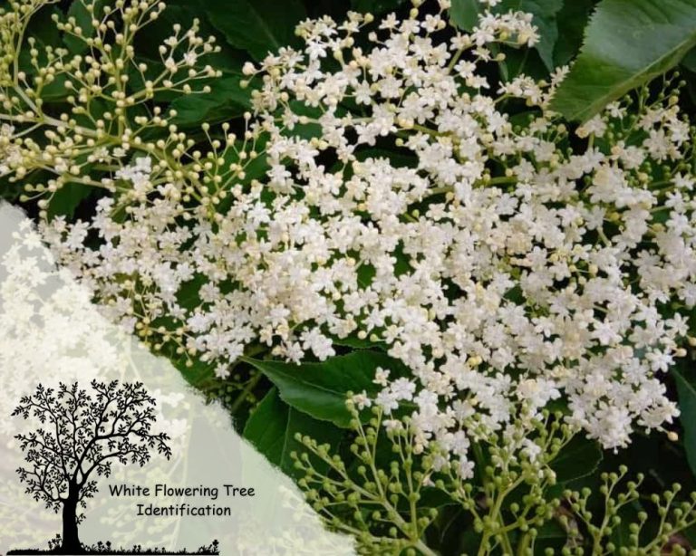 41 White Flowering Trees Identification: The Ultimate Guideline ...