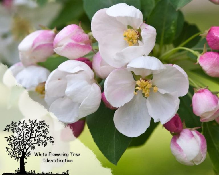 41 White Flowering Trees Identification: The Ultimate Guideline ...