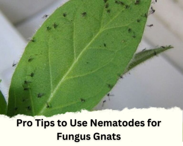 Nematodes for Fungus Gnats in Houseplants: Comprehensive Guideline ...