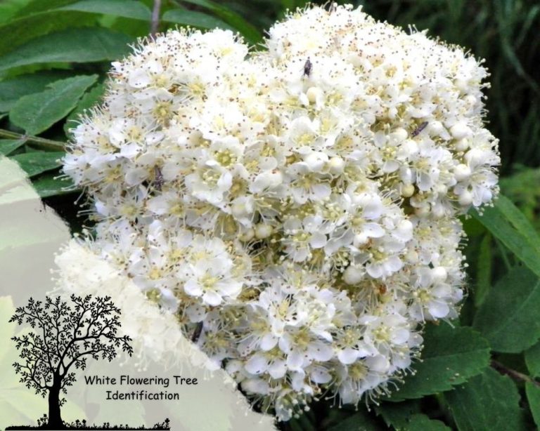 41 White Flowering Trees Identification: The Ultimate Guideline ...