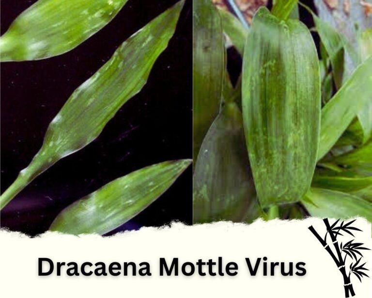 A Gallery of Bamboo Problems: Treat Bamboo Diseases and Pests Easy ...