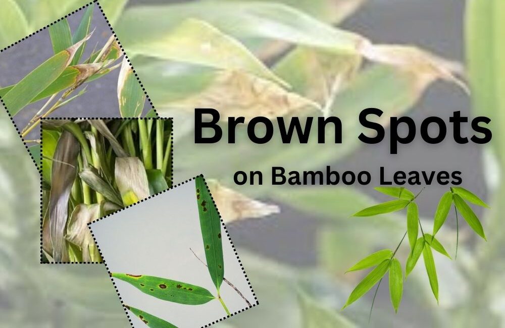 Brown Spots on Bamboo Leaves: Detect by Images and Fix the Problem ...