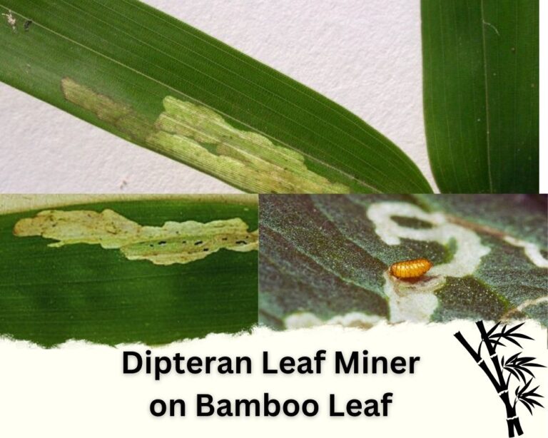 A Gallery of Bamboo Problems: Treat Bamboo Diseases and Pests Easy ...