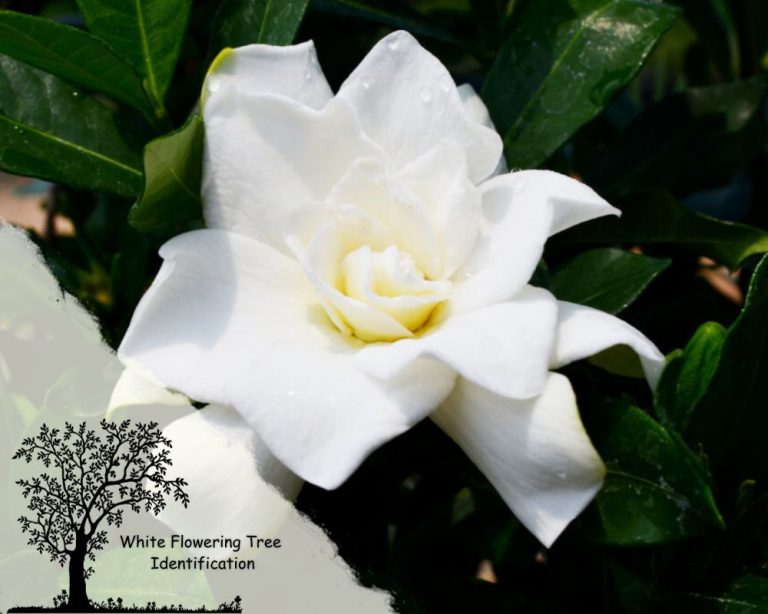 41 White Flowering Trees Identification: The Ultimate Guideline ...