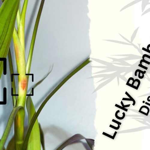 Brown Spots on Bamboo Leaves: Detect by Images and Fix the Problem ...