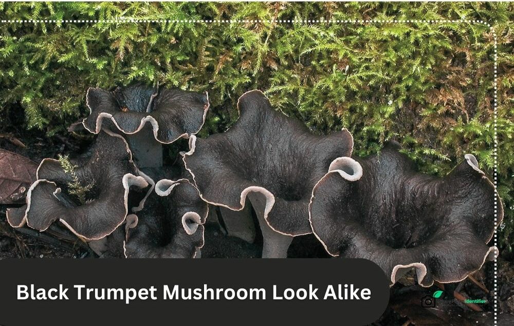 Black Trumpet Mushroom Look Alike: 10 Black Trumpet Similar Mushrooms ...