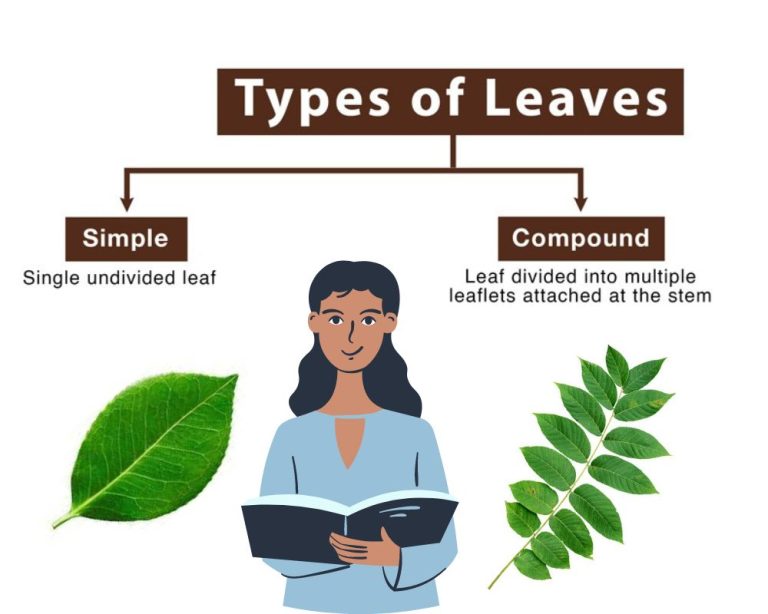 House Plant Identification by Leaf Shape: Do it Easy and True ...