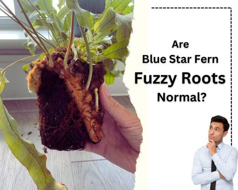9 Common Blue Star Fern Problems: Detect by Images and Fix them ...