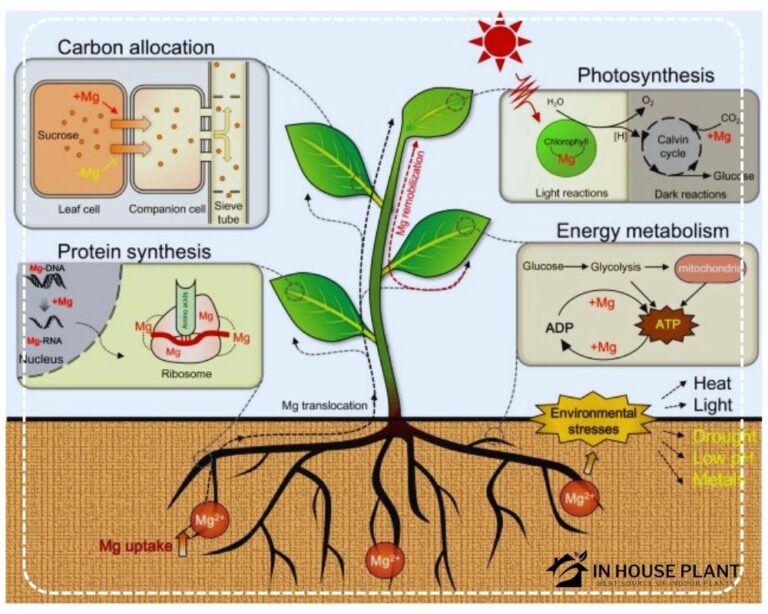 Palm Tree Magnesium Deficiency: Detect and Treatment - InHousePlant ...
