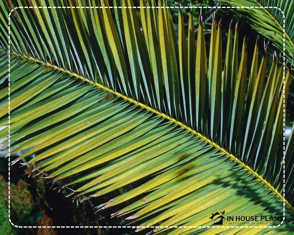 Palm Tree Magnesium Deficiency: Detect and Treatment - InHousePlant ...