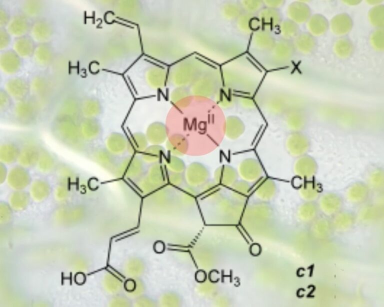 What Is Magnesium for Plants and Why Is it Important? - InHousePlant ...