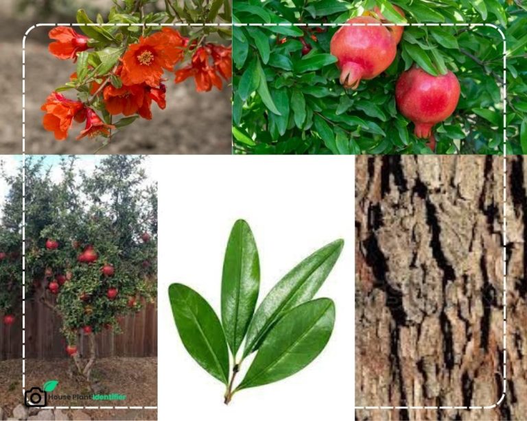 Identify Fruit Trees by Picture and an Approved Tool - InHousePlant ...