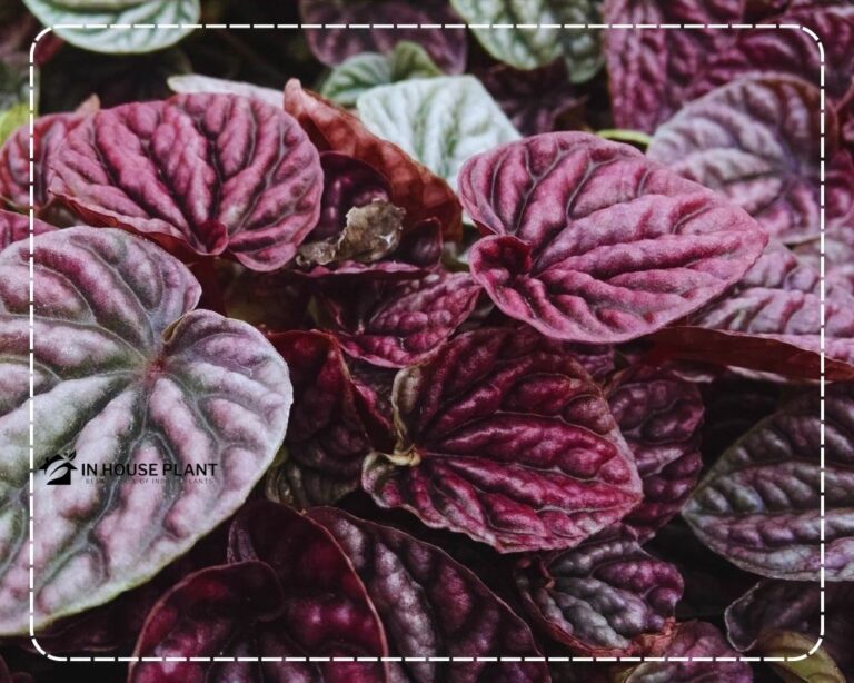 Best Types of Peperomia caperata for my Indoor Décor + Tested Caring ...