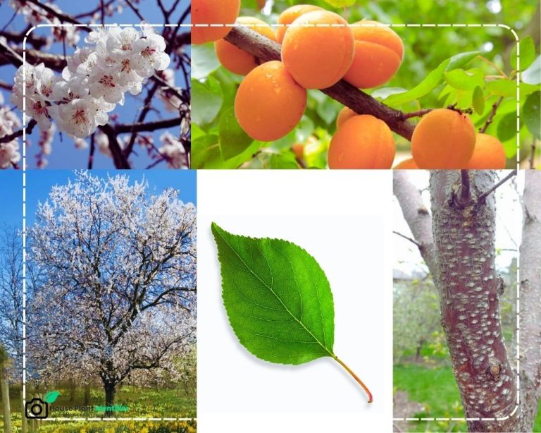 Identify Fruit Trees by Picture and an Approved Tool - InHousePlant ...